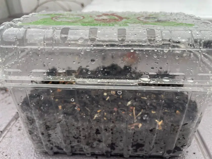 WHAT IS WINTER SOWING: A CHEAP AND COST EFFECTIVE WAY OF STARTING SEEDS ...